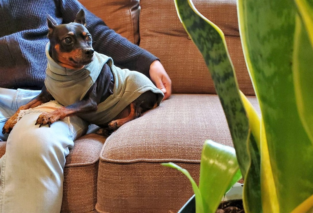 Snuggly Fleece | Sea Monster Green – House Of FurBaby